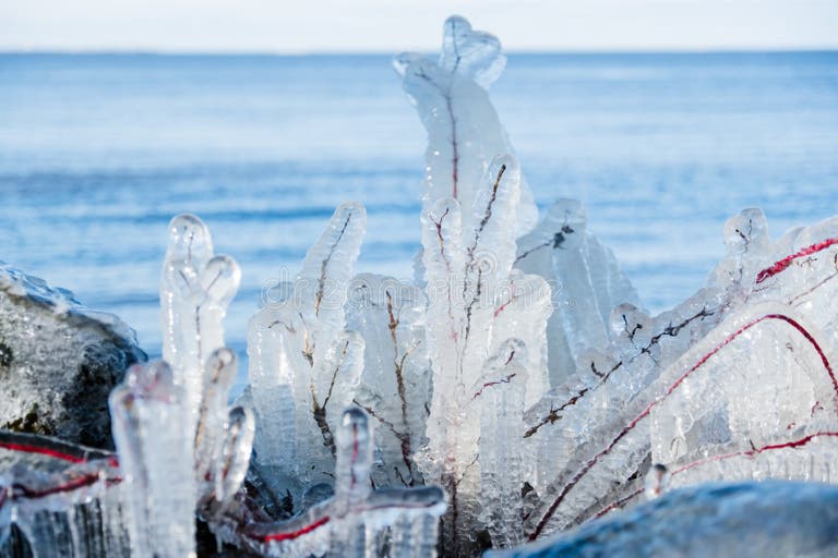 Icicles Forming on Tree Limbs Stock Photo - Image of crystal, icicle ...
