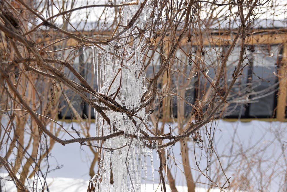 Icicles on grapevine stock photo. Image of grapevine - 359326370