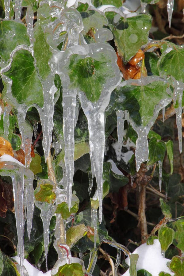 Icicles on green leaves stock image. Image of leaves - 37437519