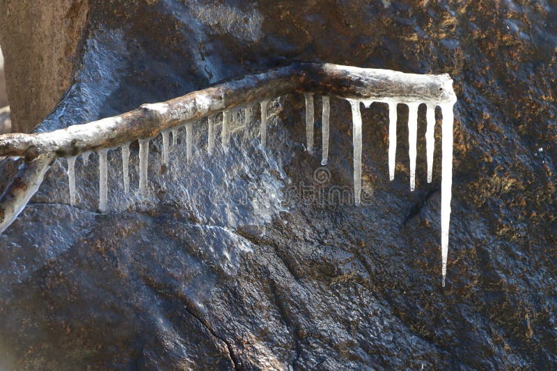 Icicles Hanging from Branch in Front of Rock Stock Photo - Image of ...