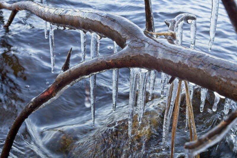 Icicles Hanging from a Tree Branch, Finland Stock Image - Image of ...