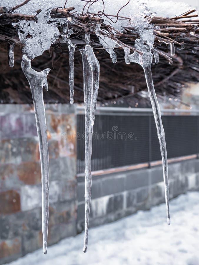 Icicles of Ice Formed during the Night after the Thawing of the Snow ...