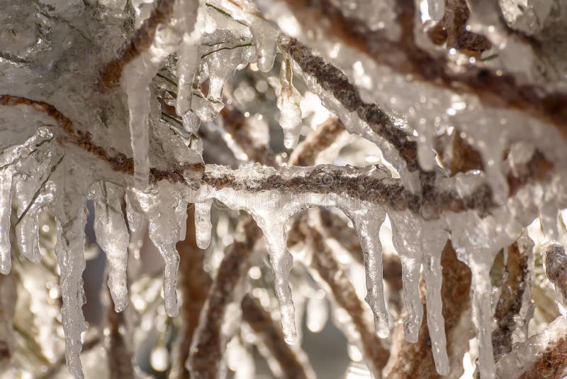 Icicles Ice Pattern Branches Backgrounds Stock Photos - Free & Royalty ...
