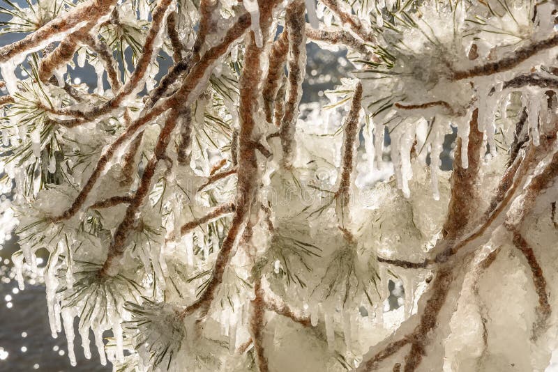 Icicles Ice Pattern Branches Backgrounds Stock Image - Image of ...