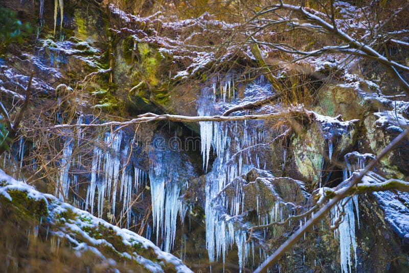 Icicles Inside of the Forest Stock Image - Image of white, winter ...