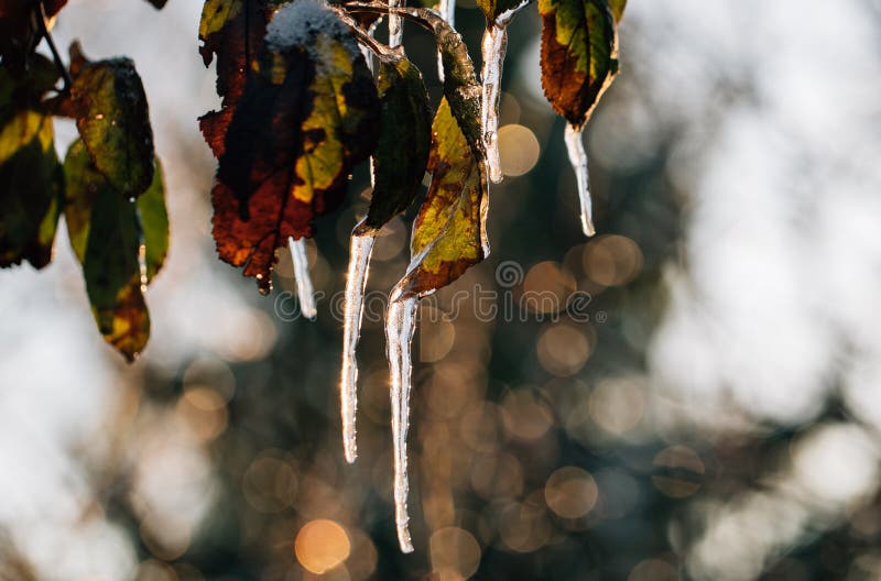 Icicles on the Leaves of a Tree Close Up Stock Image - Image of ...