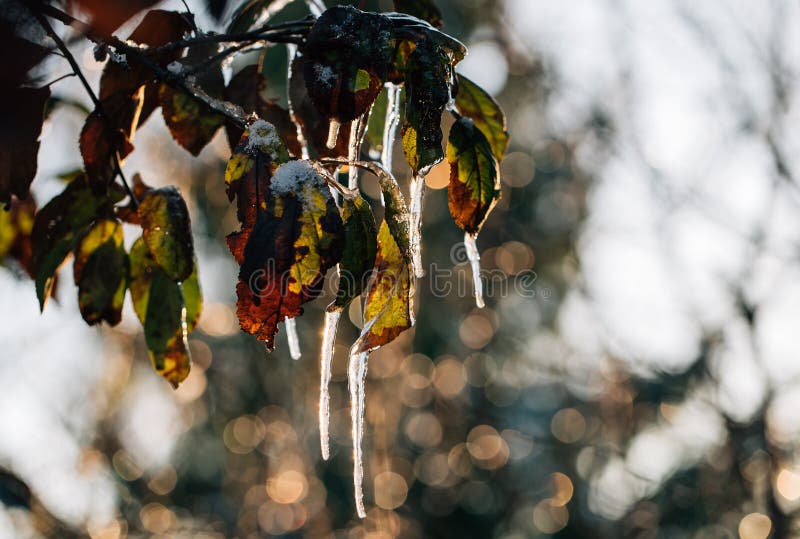 Icicles on the Leaves of a Tree Close Up Stock Image - Image of melting ...
