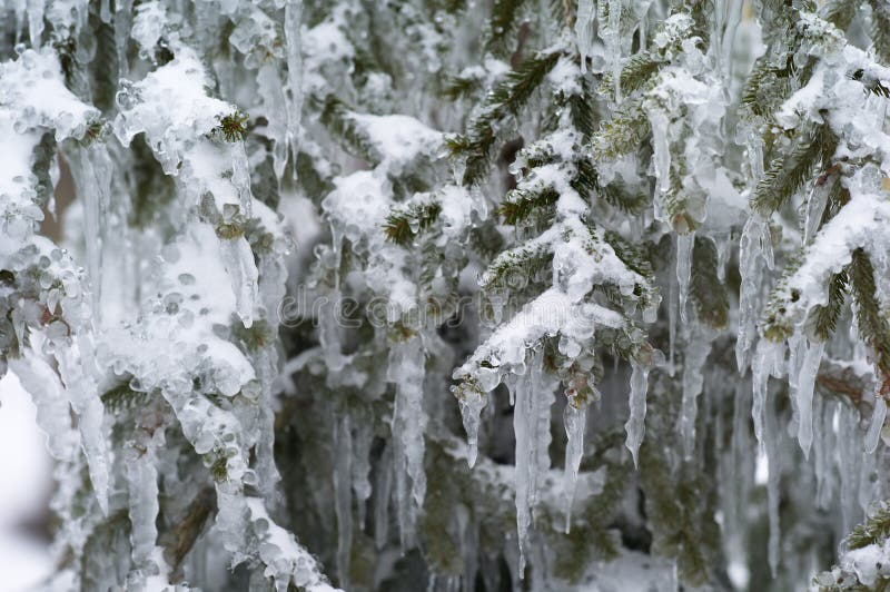 Icicles on Pine Trees, Close Up Stock Image - Image of frozen ...