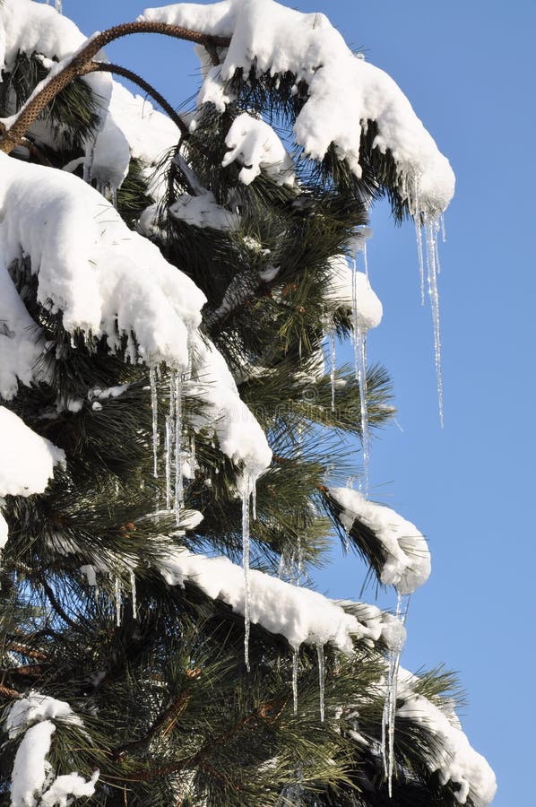 Icicles and Snow on Pine Tree, the End of Winter Stock Photo - Image of ...