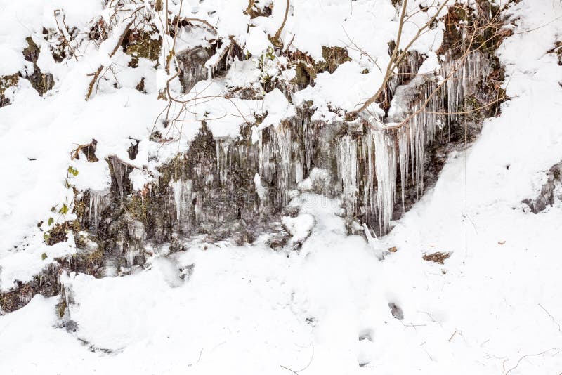 Icicles and Snow on Pine Tree, the End of Winter Stock Photo - Image of ...