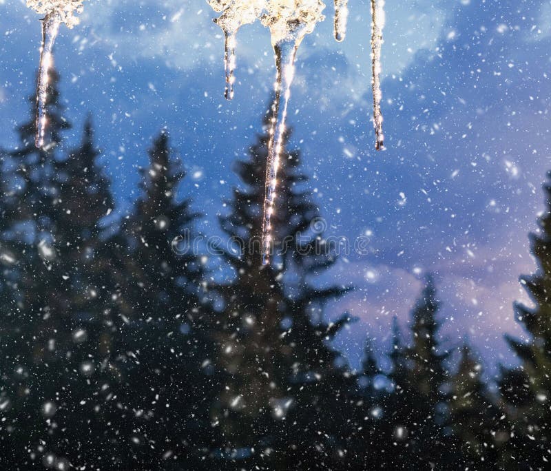 Icicles in Sunlight in Front of a Needle Forest Stock Image - Image of ...