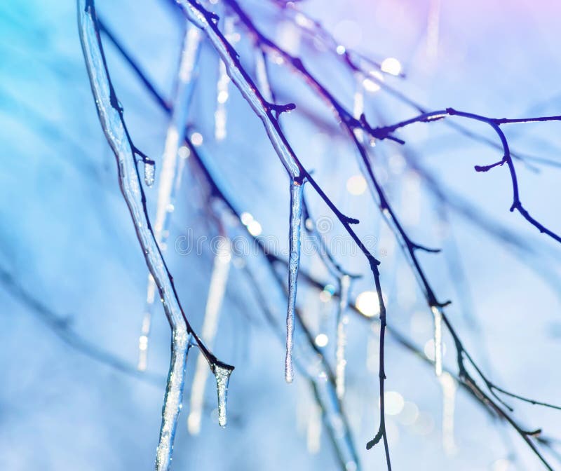 Icicles on tree branch stock photo. Image of clear, closeup - 102570726