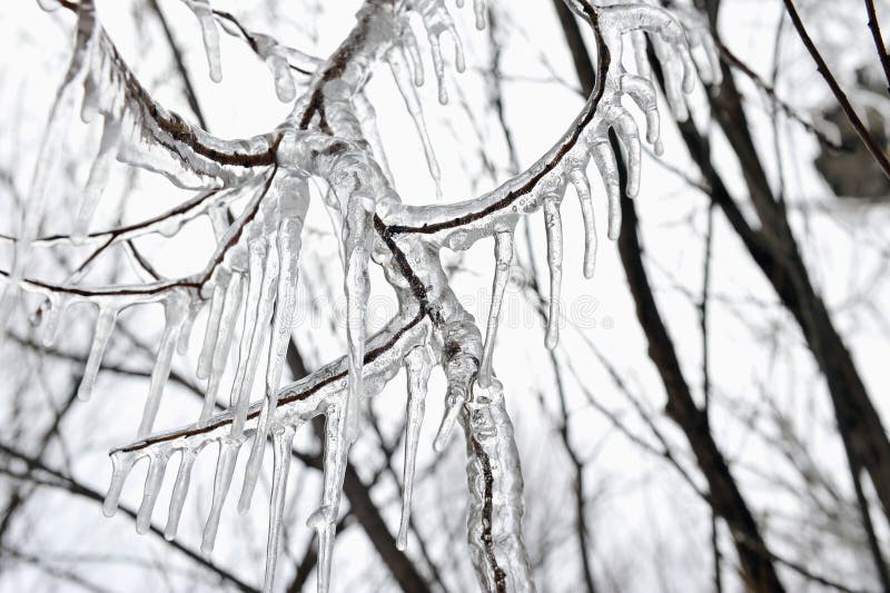 Icicles on the Willow Branch Stock Photo - Image of scenic, melting ...