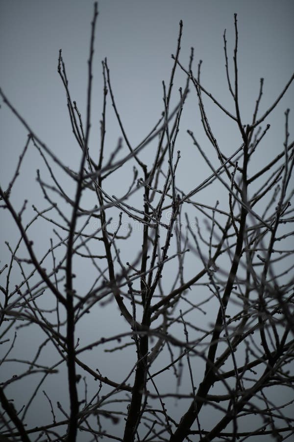 Icing on the Frozen Branches of a Small Young Tree in a Winter Park ...