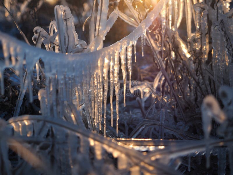 Effects Freezing Rain Trees Ice Crust Stock Photos - Free & Royalty ...