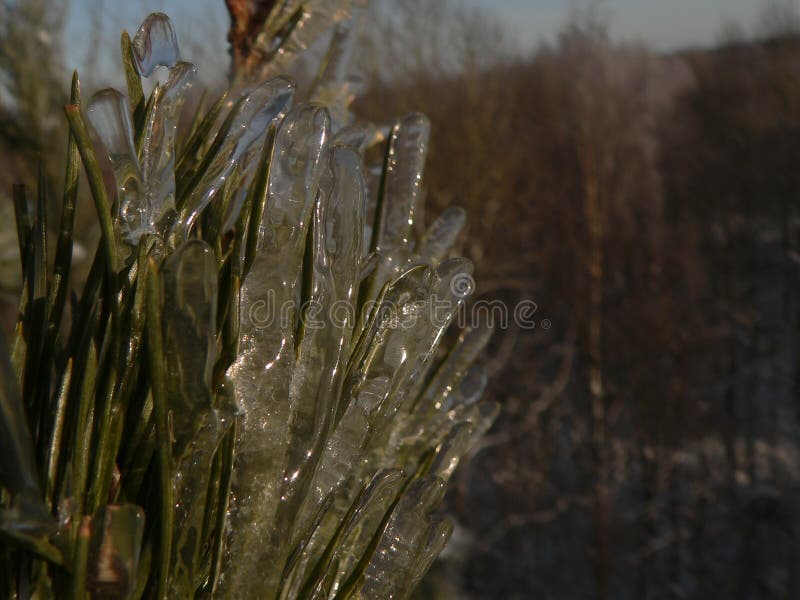 Icing stock image. Image of tree, branch, nature, pine - 91283653