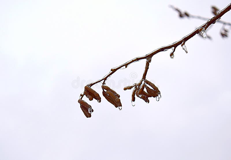 Icing after a Rain at a Negative Temperature Stock Image - Image of ...