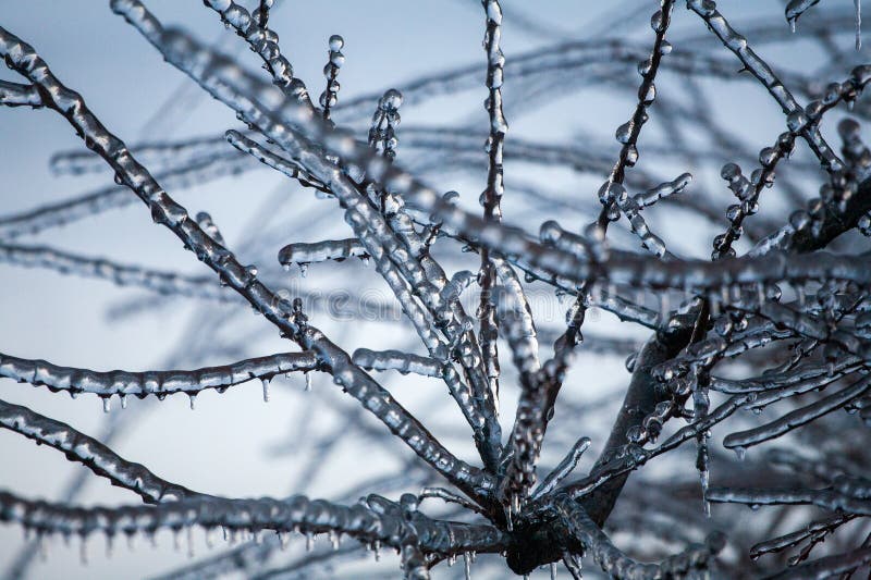 Icing in the World of Plants. a Pine Branch with Long Green Needles ...