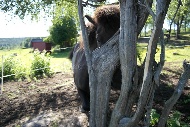 Iclelandic Horse Behind a Tree. Stock Photo - Image of agriculture ...