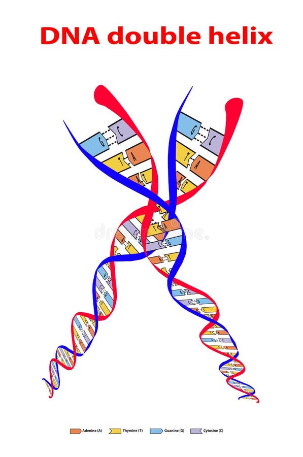 DNA Structure Double Helix Colore on White Background. Nucleotide ...