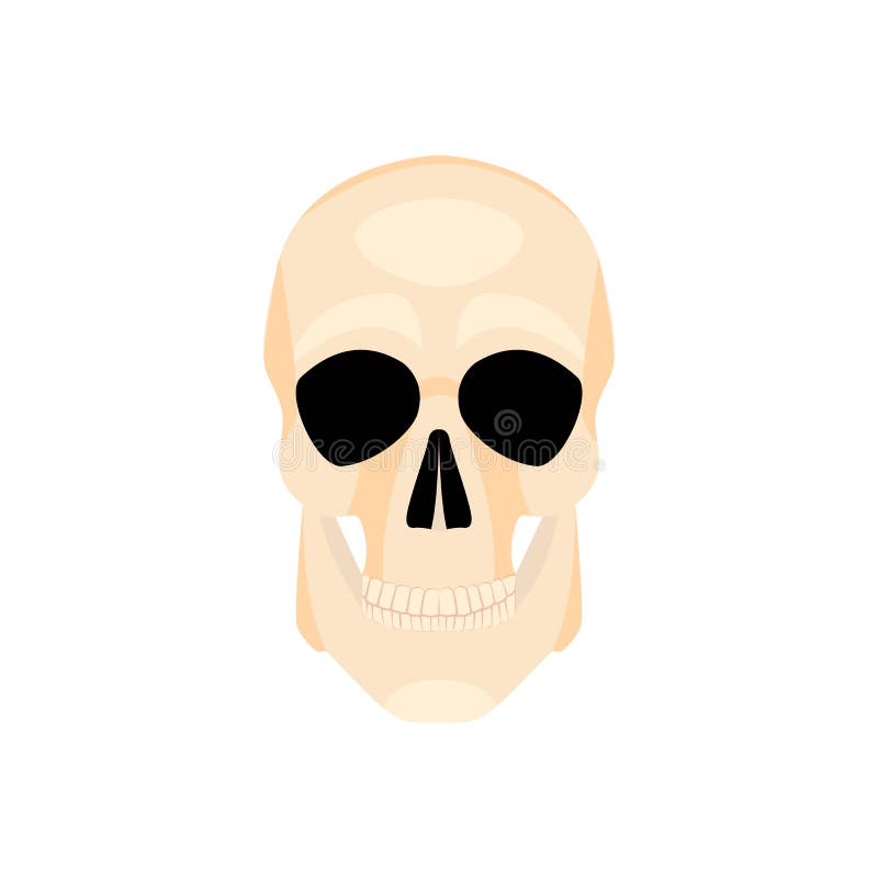 The Human Skull Isolated on White Background. Vector Illustration ...