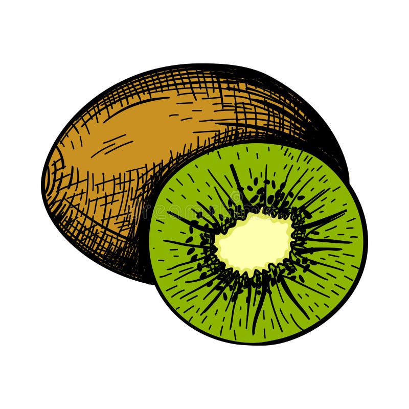 Icon of Kiwi stock vector. Illustration of doodle, berry - 219692240