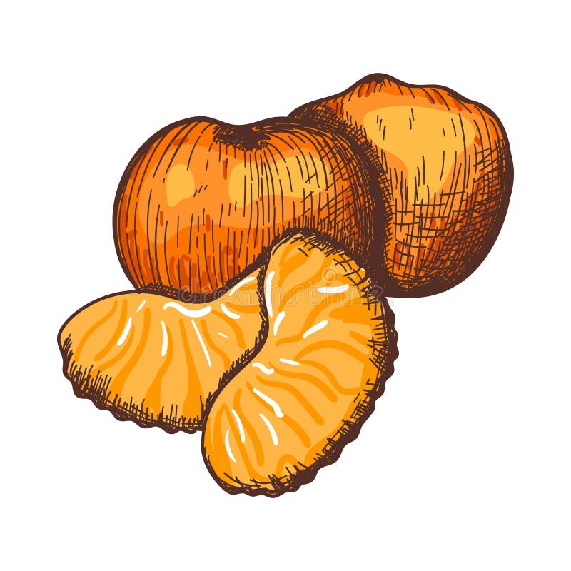 Satsuma Slice Stock Illustrations – 41 Satsuma Slice Stock ...