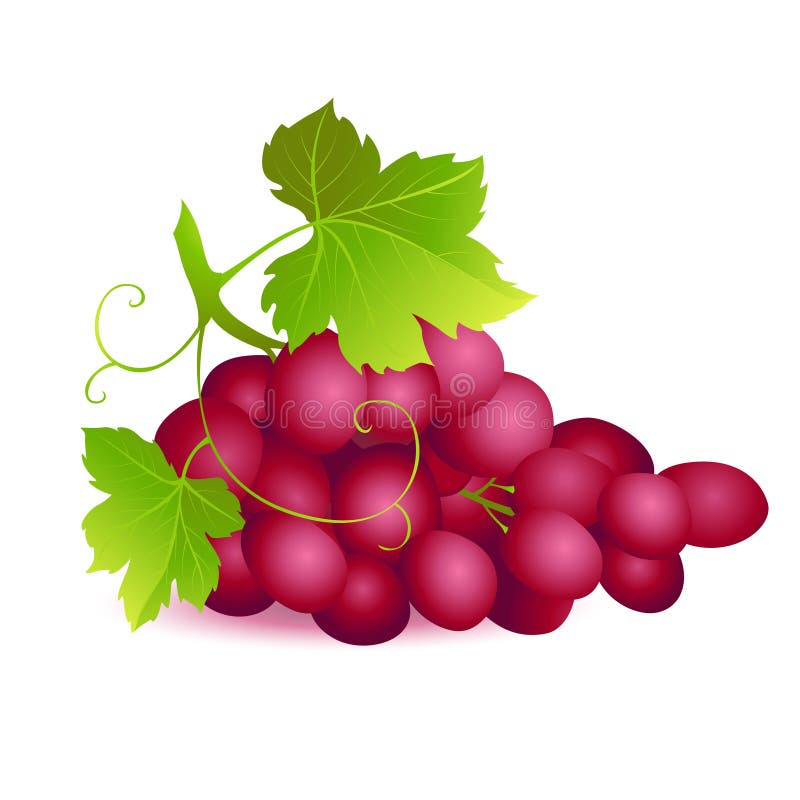 Icon of Ripe Summer Grape with Two Green Leaves Stock Illustration ...