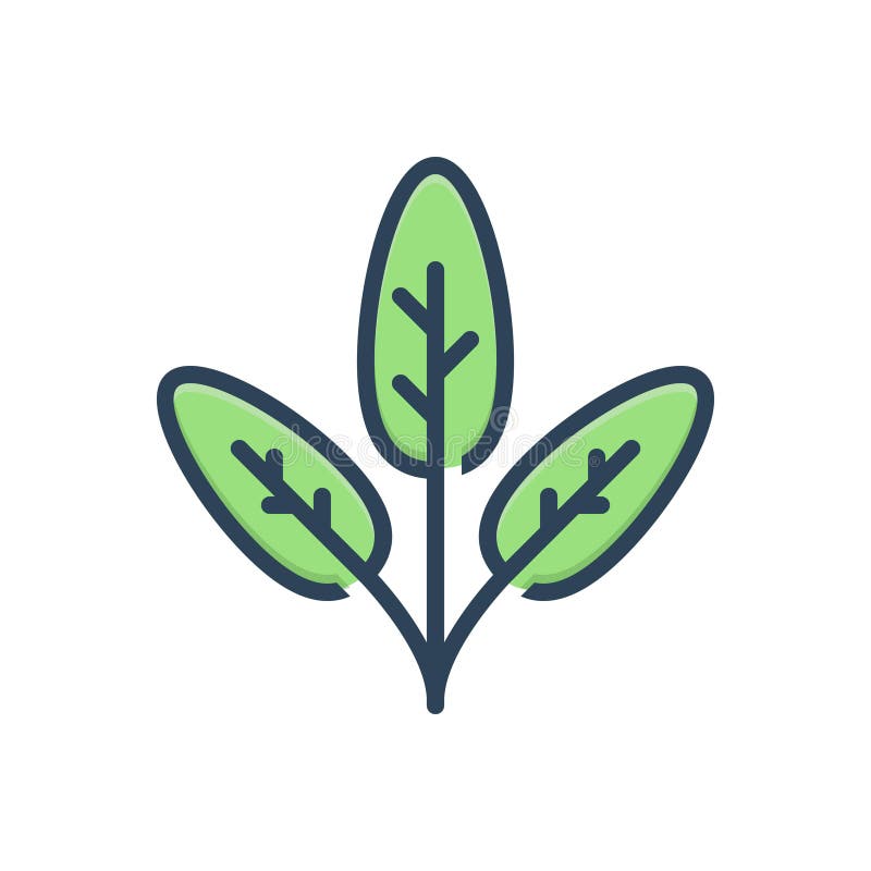Color Illustration Icon for Sage, Leaf and Organic Stock Illustration ...