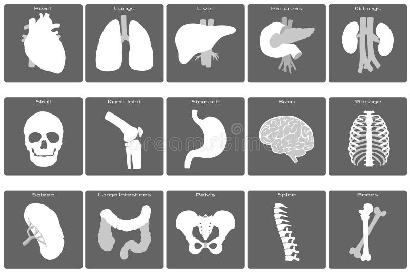 Icon Set of Different Organs Stock Vector - Illustration of anatomy ...
