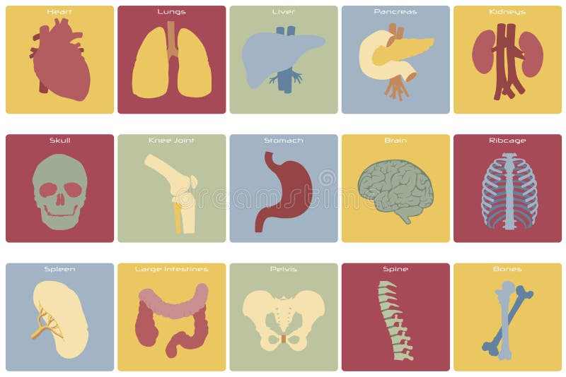 Icon Set of Different Organs Stock Vector - Illustration of green ...