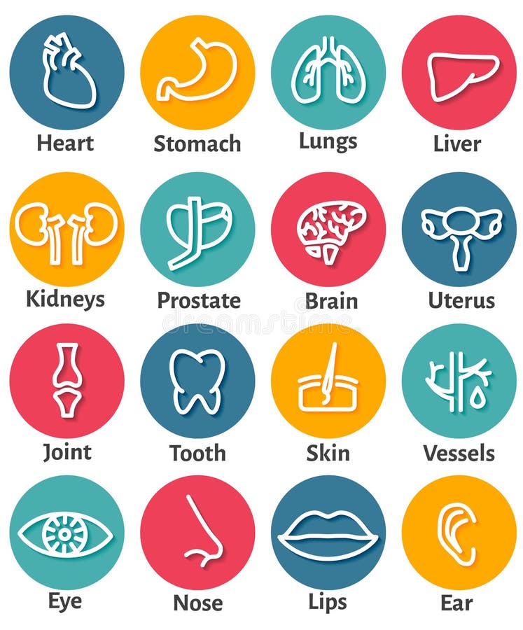Vector Icon Set of Human Internal Organs in Flat Style Stock Vector ...