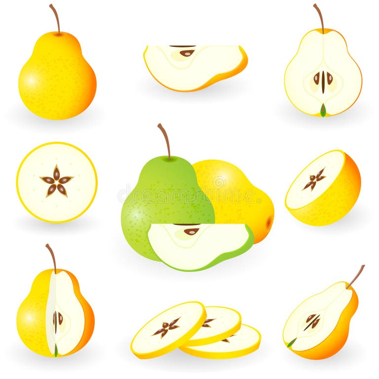 Cross Section Pear Stock Illustrations – 314 Cross Section Pear Stock ...