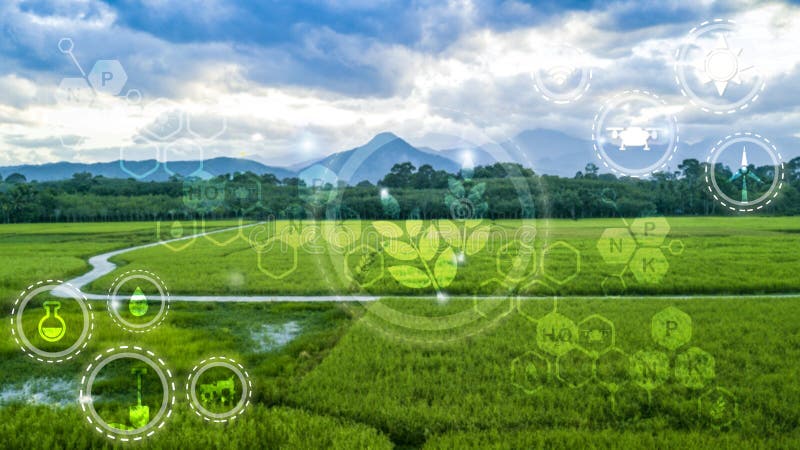 Icon Technology in Rice with Modern Technology Application in Rice ...