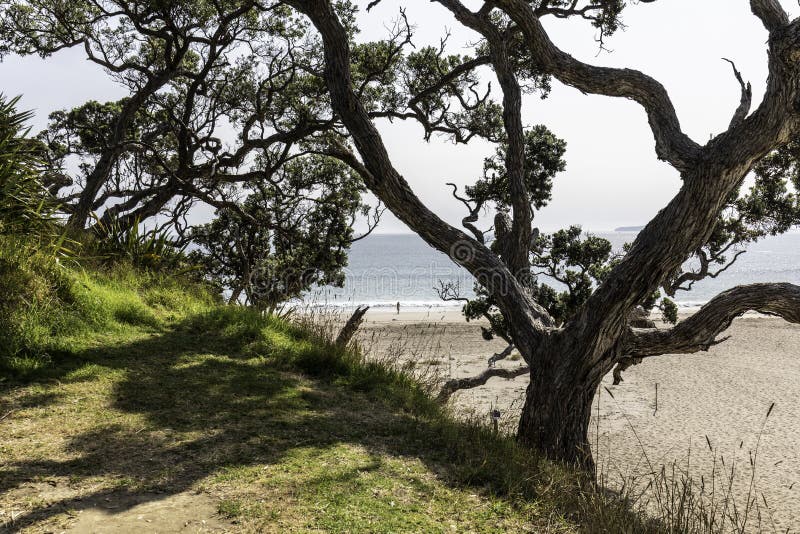 Iconic Beach NZ stock image. Image of tree, campvibes - 177068525