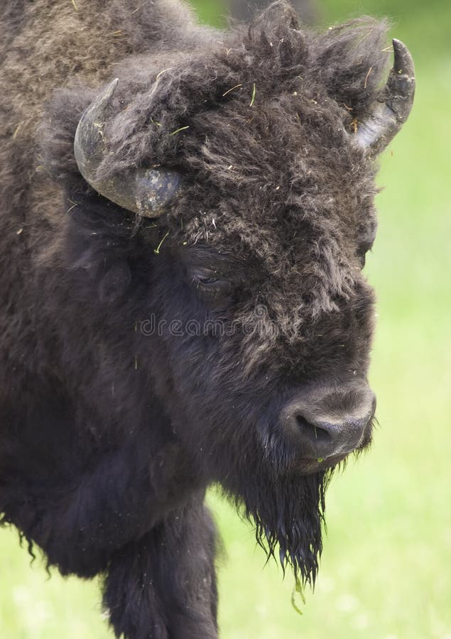 Iconic buffalo stock photo. Image of wildlife, ruminant - 10407802