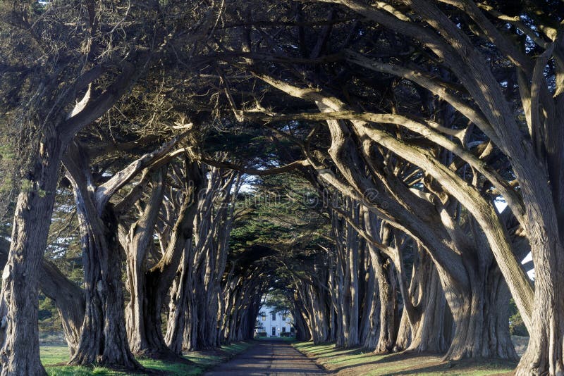 Iconic Cypress Tree Tunnel at Point Reyes National Seashore Stock Photo ... Iconic Cypress Tree Tunnel at Point Reyes National Seashore Stock Photo ...