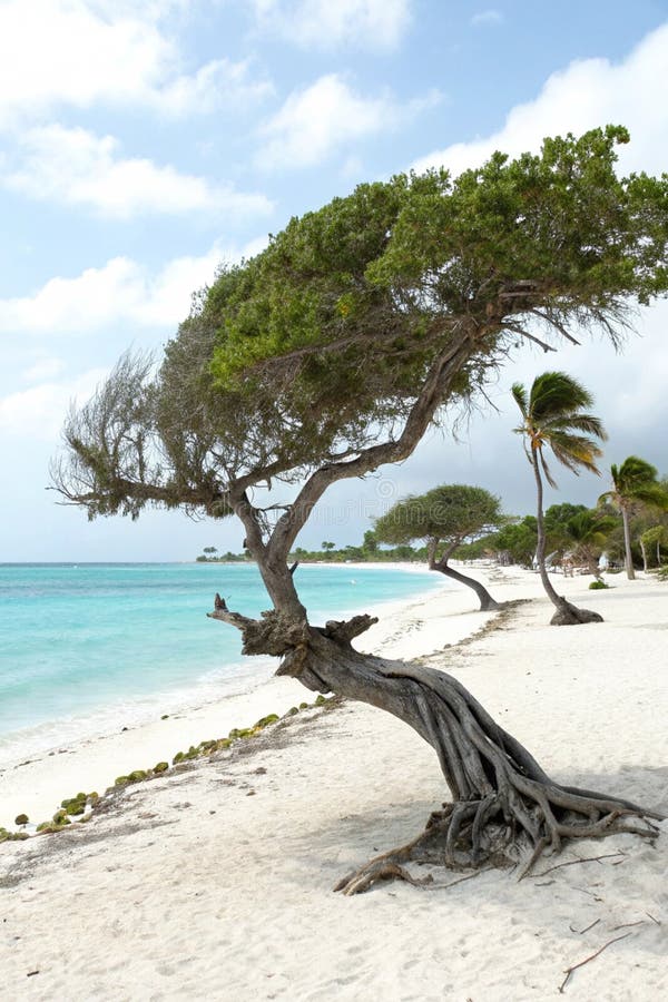 Divi Divi Trees on Eagle Beach, Aruba Stock Illustration - Illustration ...