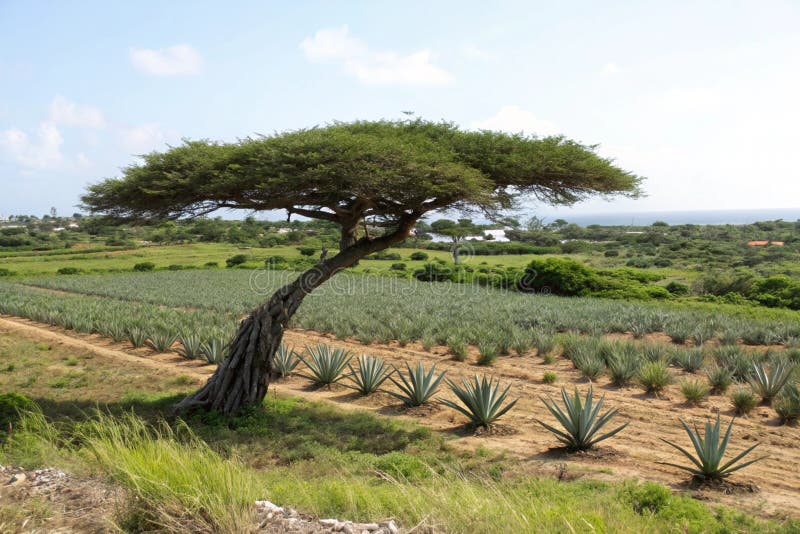 The Iconic Divi Divi Tree and Aloe Plantation in Aruba Stock ...
