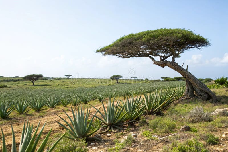 The Iconic Divi Divi Tree and Aloe Plantation in Aruba Stock ...