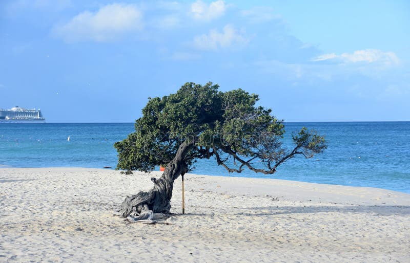 Iconic Divi Tree on a White Sand Beach in Aruba Stock Image - Image of ...