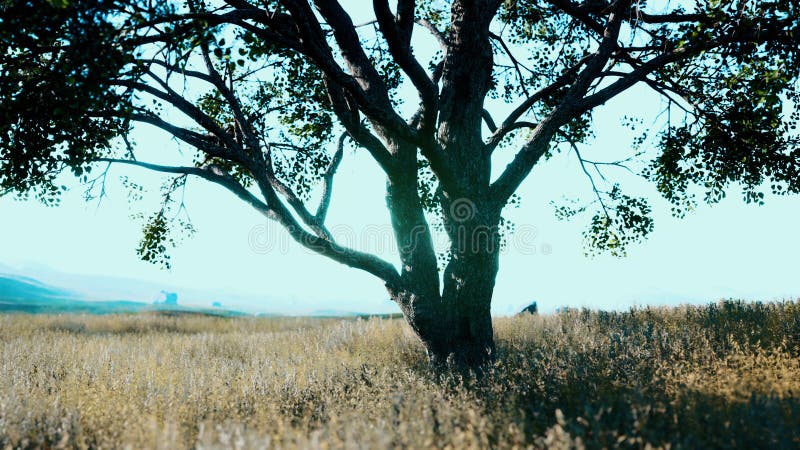 Iconic Oak Tree Casts a Long Shadow into a Golden Hill Stock ...