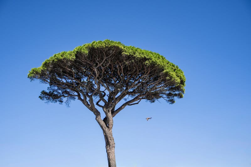Iconic Pine Trees Under a Bright Blue Sky Capri,Italy Stock Photo ...