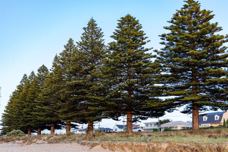 The Iconic Pine Trees in Victor Harbor South Australia on September ...