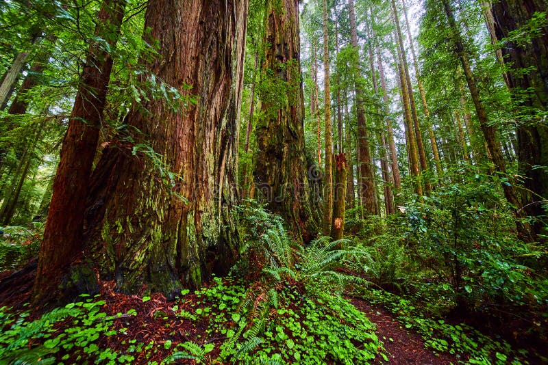 Iconic Redwood Forest with Small Hiking Path Stock Photo - Image of ...