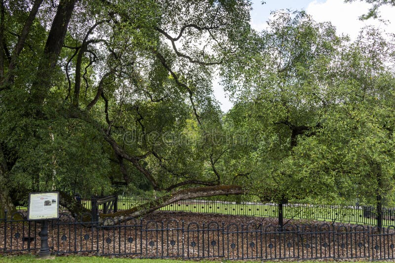 The Iconic Tembusu Tree at the Singapore Botanic Gardens Editorial ...