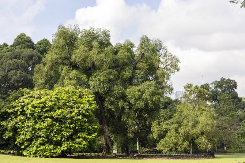 The Iconic Tembusu Tree at the Singapore Botanic Gardens Editorial ...