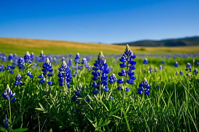 The Iconic Texas Bluebonnet Fields in Full Bloom Under a Bright Blue ...
