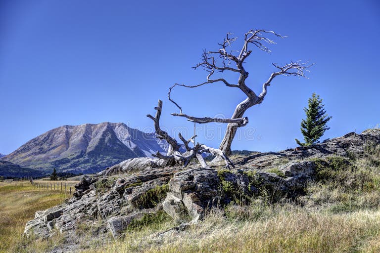 The Iconic Tree on Crowsnest Pass in Alberta Canada Stock Image - Image ...