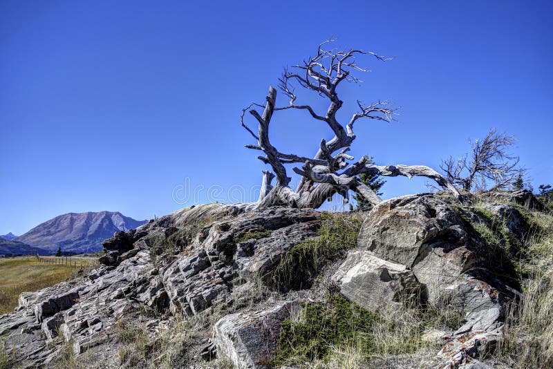 The Iconic Tree on Crowsnest Pass in Alberta Canada Stock Photo - Image ...